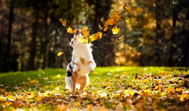 20 Possible Autumn Dangers for Dogs – Top Dog Tips