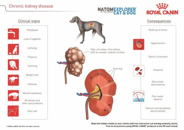 Kidney Failure in Dogs: The Ultimate Science-based Guide