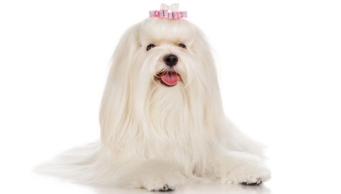 Maltese Dog Breed Information, Photos, Grooming and Care Advice