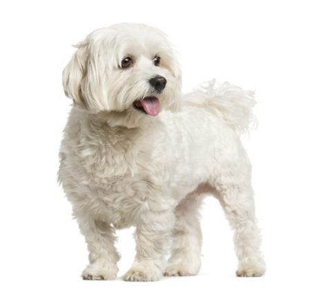 Maltese Dog Breed Information, Photos, Grooming and Care Advice