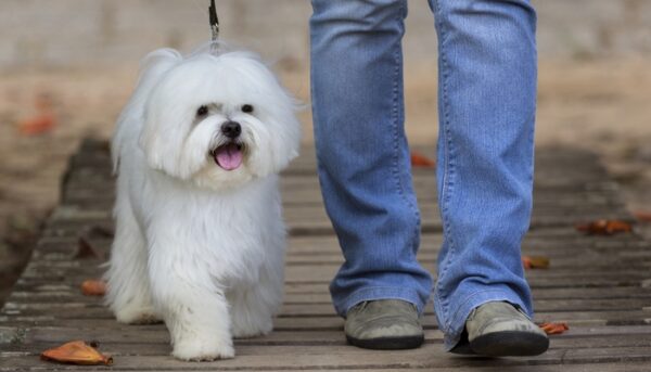 Maltese Dog Breed Information, Photos, Grooming and Care Advice