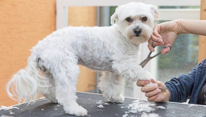 Maltese Dog Breed Information, Photos, Grooming and Care Advice