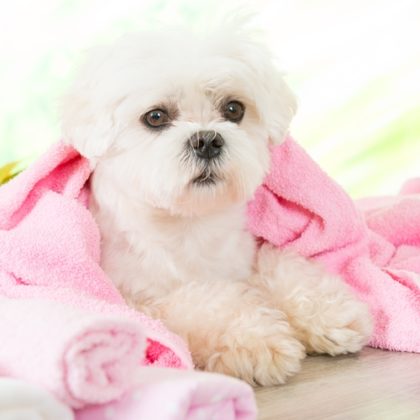 Maltese Dog Breed Information, Photos, Grooming and Care Advice