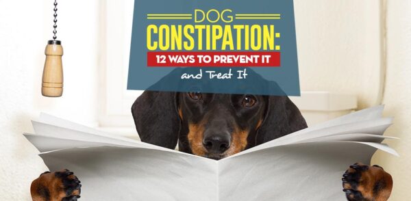 Dog Constipation: 12 Ways to Prevent and Treat It