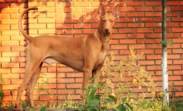 Pharaoh Hound Dog Breed Information, Photos, Grooming, Care Advice