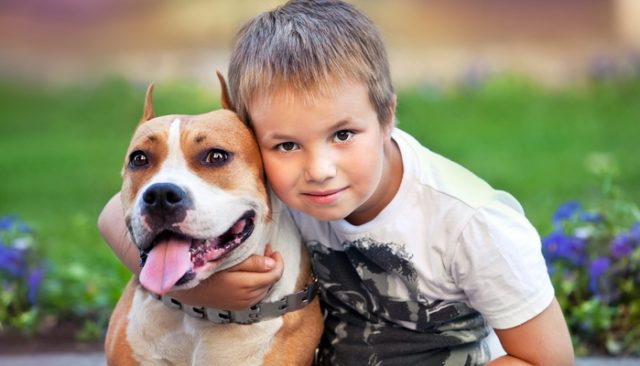 Are Pit Bulls Nanny Dogs? Debunking the Nanny Dog Myth