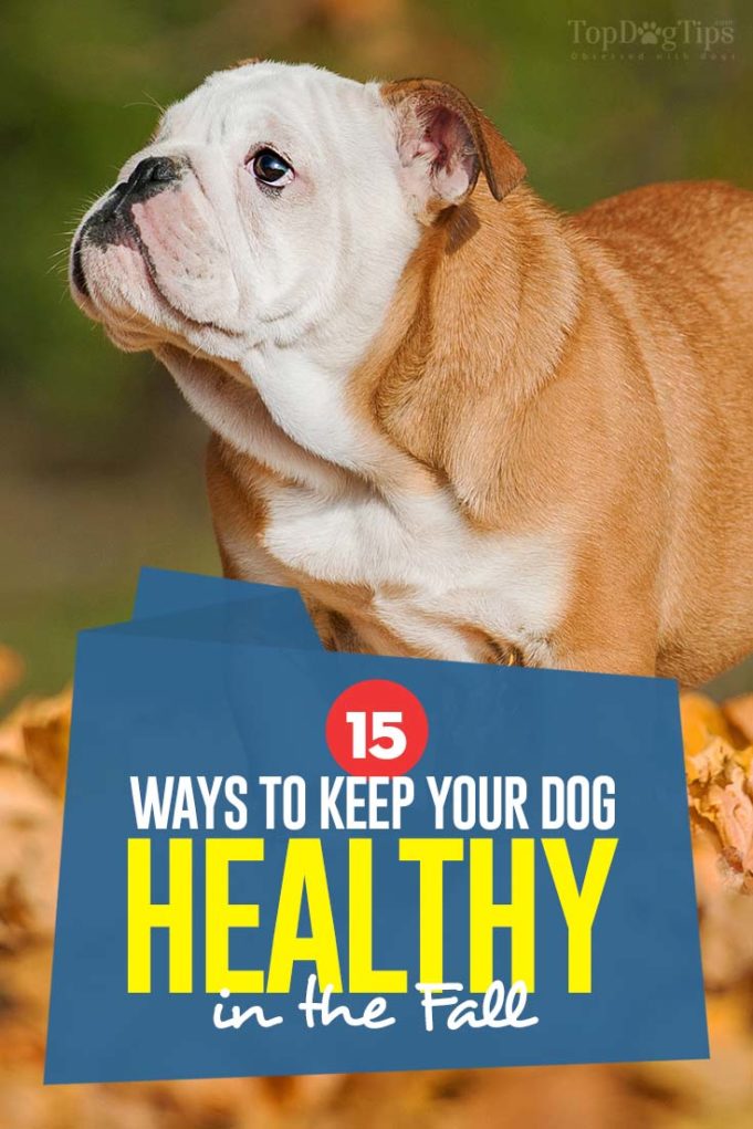 15 Fall Pet Safety Tips This Autumn Season – Top Dog Tips