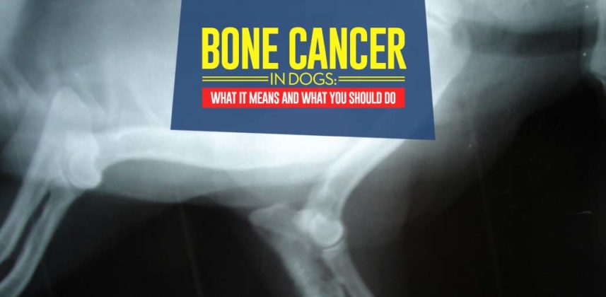 Bone Cancer in Dogs: What It Means and What You Can Do