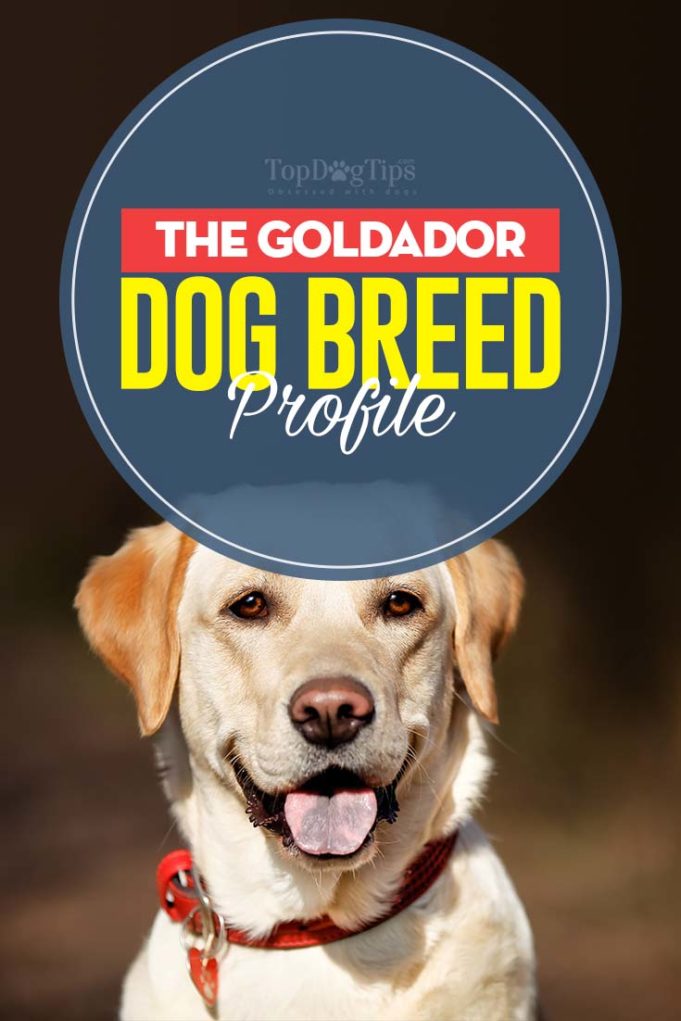 Goldador Dog Breed Information, Photos, Grooming and Care Advice