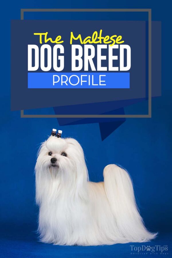 Maltese Dog Breed Information, Photos, Grooming and Care Advice