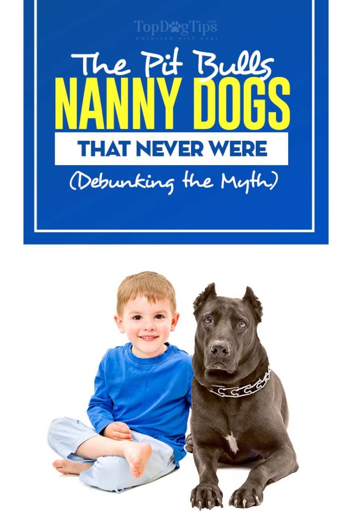 Are Pit Bulls Nanny Dogs? Debunking the Nanny Dog Myth