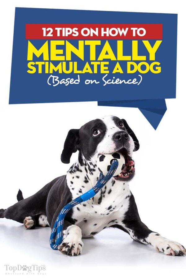 12 Tips on How to Mentally Stimulate a Dog Based on Science