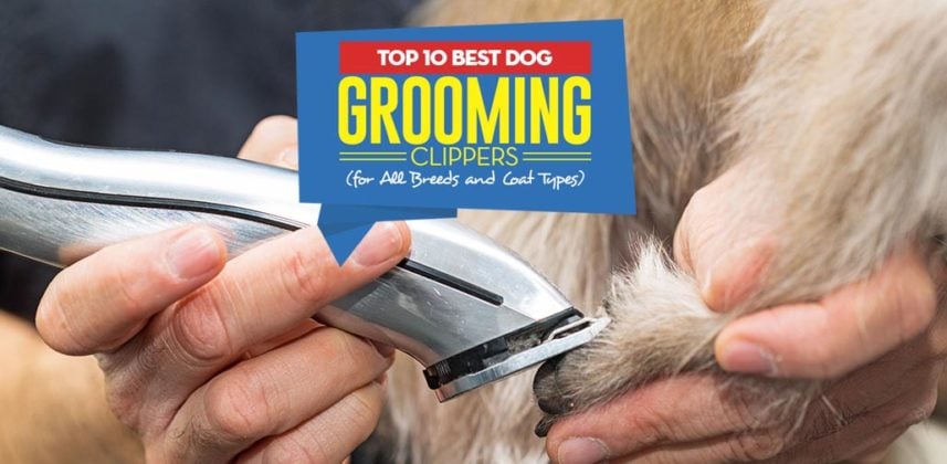 Top 10 Best Dog Grooming Clippers in 2020 (For All Breeds & Coat Types)