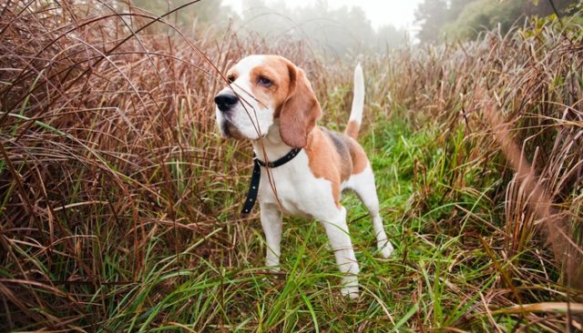 12 Types of Hunting Dogs and Which One You Need