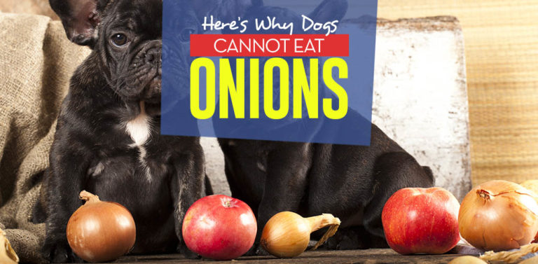 Can Dogs Eat Onions or Are Onions Bad for Dogs, and Why?