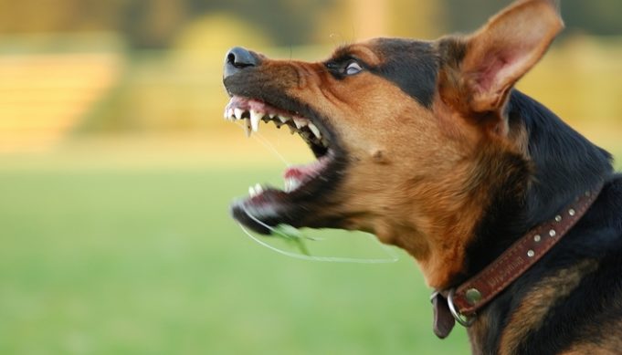 Top 15 World's Deadliest Dogs That Need Experienced Handlers