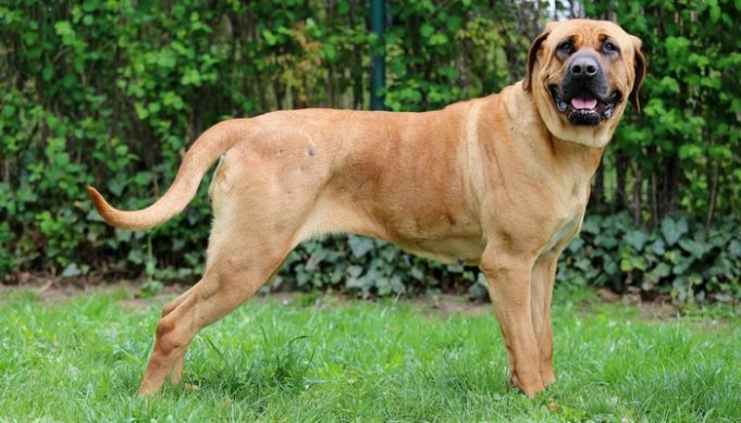 Top 15 World's Deadliest Dogs That Need Experienced Handlers