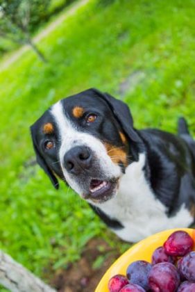 Can Dogs Eat Plums or Are Plums Bad for Dogs to Consume?