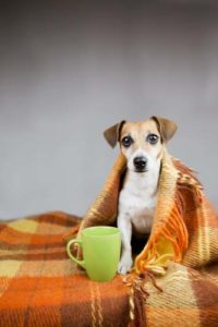 How to Tell If Your Dog Is Cold: 8 Signs You Must Watch Out For