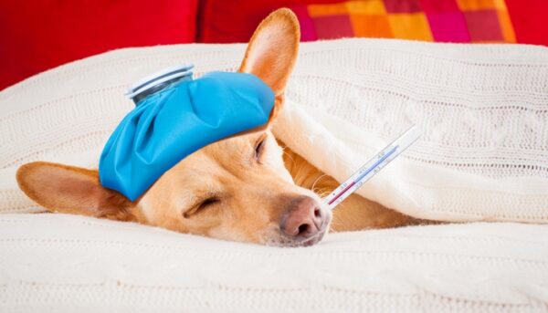 Dog Flu Symptoms and 6 Ways to Prevent and Treat Canine Influenza