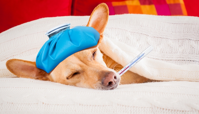Dog Flu Symptoms and 6 Ways to Prevent and Treat Canine Influenza