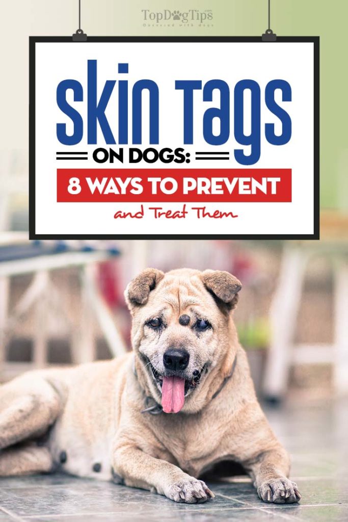 Skin Tags on Dogs: How to Prevent and Remove Skin Tags From Your Dog