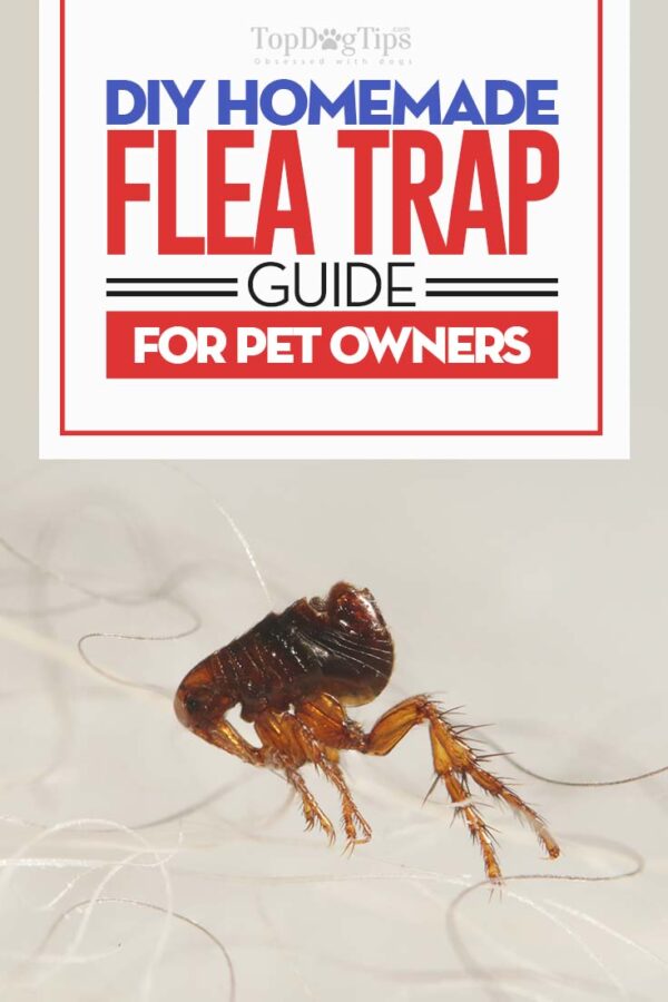 Homemade Flea Trap (DIY Guide): Cheap and Easy Way to Catch Fleas