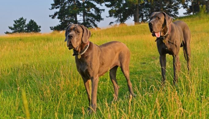 25 Most Quiet Dog Breeds (Based on Science)