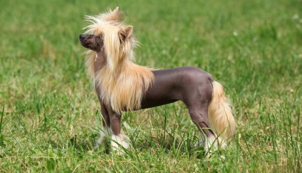 25 Most Quiet Dog Breeds (Based on Science)
