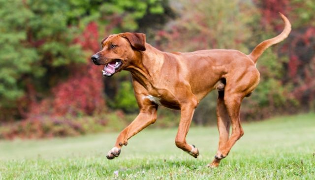 25 Most Quiet Dog Breeds (Based on Science)