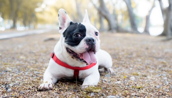 25 Most Quiet Dog Breeds (Based on Science)