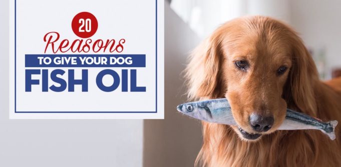 20 Benefits of Fish Oil for Dogs (Based on Science)