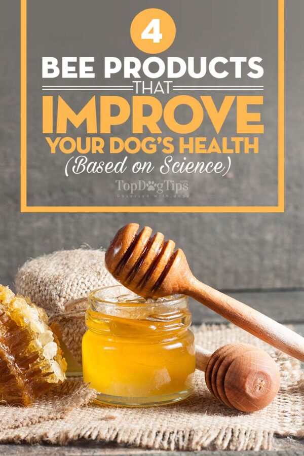 4 Best Bee Products for Dogs That Improve Health (Based on Science)