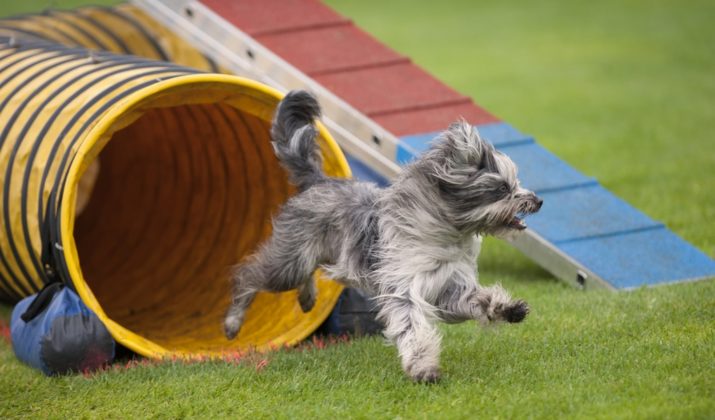 30 Best Agility Dogs That Are Easiest to Train for Agility Competitions