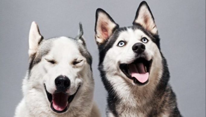180+ Best Dog Names Starting with G – Top Dog Tips