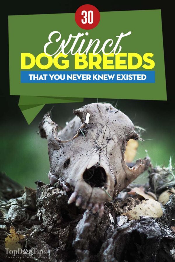 30 Extinct Dog Breeds That Have Forever Disappeared from the Planet