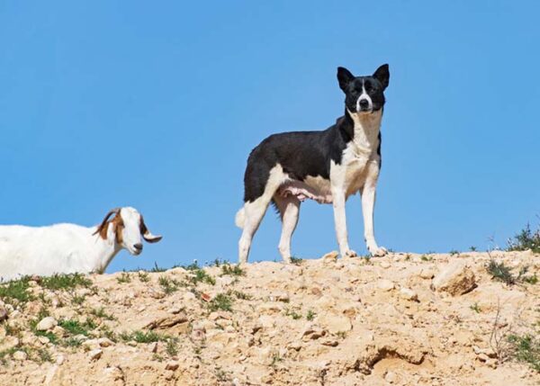 20 Hardest Dog Breeds to Train (Based on Studies)