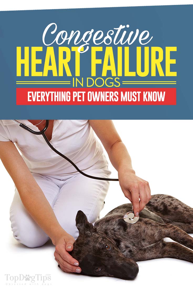Congestive Heart Failure In Dogs 10 Things You Should Do Dog Tips