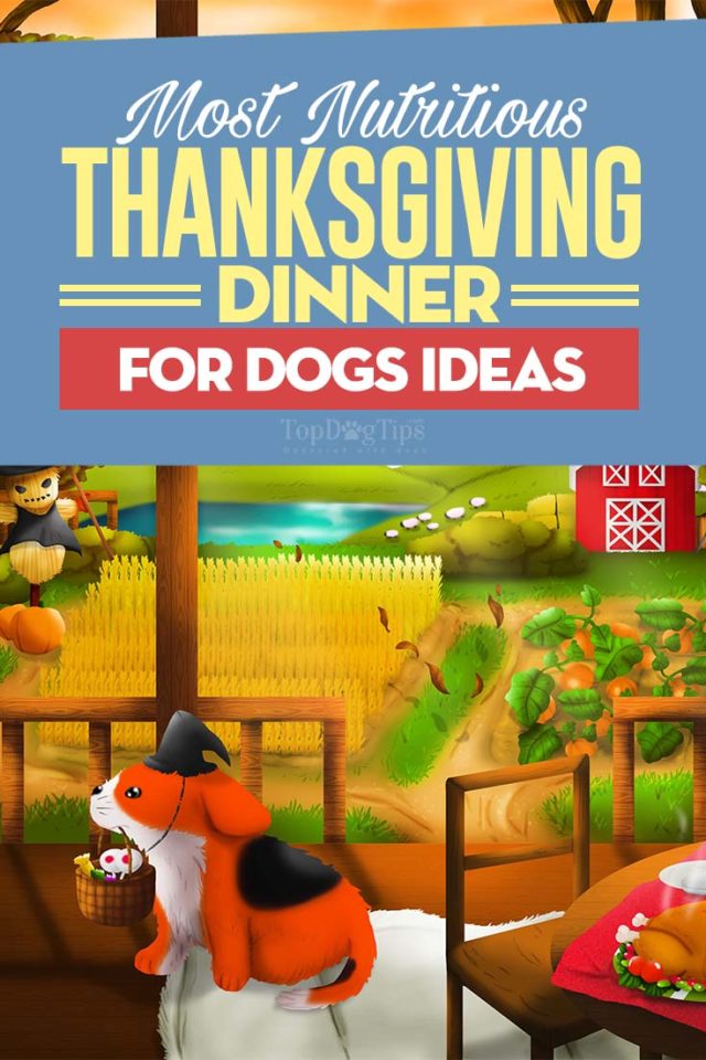 8 DIY Thanksgiving Dinner for Dogs Ideas – Top Dog Tips