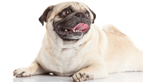 Excessive Panting in Dogs: What It Means & What You Should Do