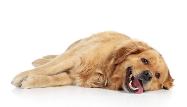 Excessive Panting in Dogs: What It Means & What You Should Do
