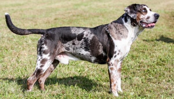 20 Best Farm Dog Breeds for Living in the Country