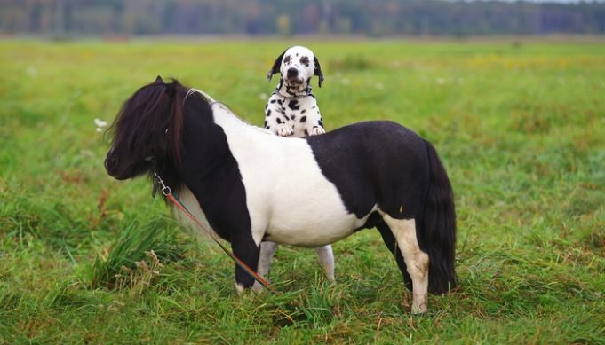 20 Best Farm Dog Breeds for Living in the Country