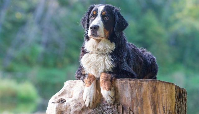 20 Best Farm Dog Breeds for Living in the Country