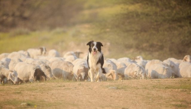 20 Best Farm Dog Breeds for Living in the Country