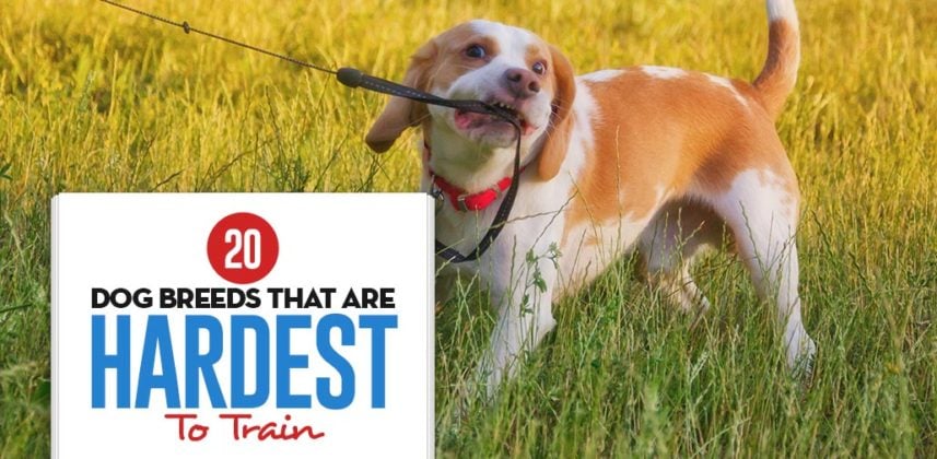 20 Hardest Dog Breeds to Train (Based on Studies)