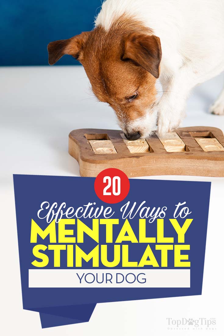 Dog Mental Stimulation 20 Most Effective Methods Stimulate Your Dog