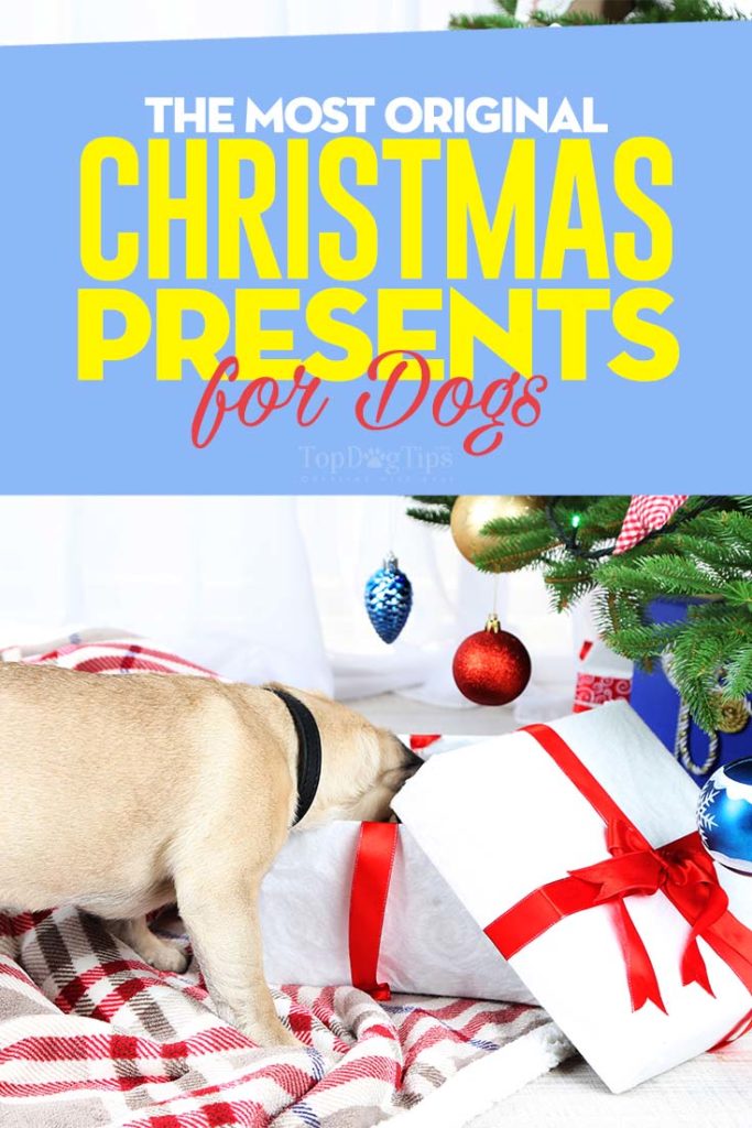 15 Useful Christmas Presents for Dogs (and their owners)