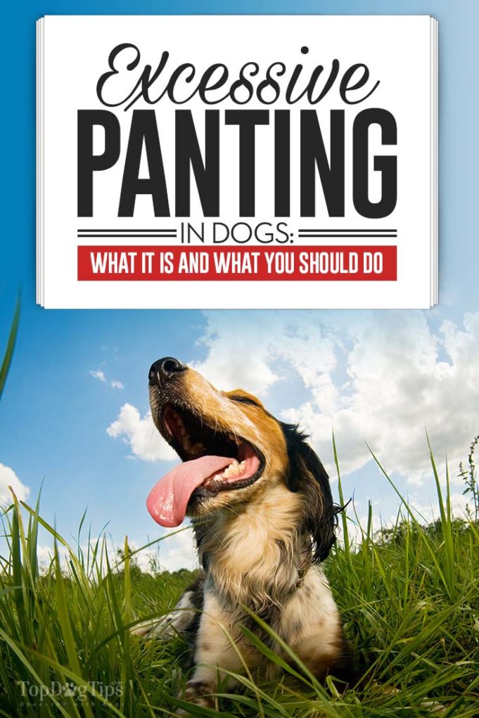 Excessive Panting in Dogs: What It Means & What You Should Do