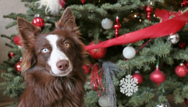Are Christmas Trees Poisonous to Dogs? (and other Christmas dangers)